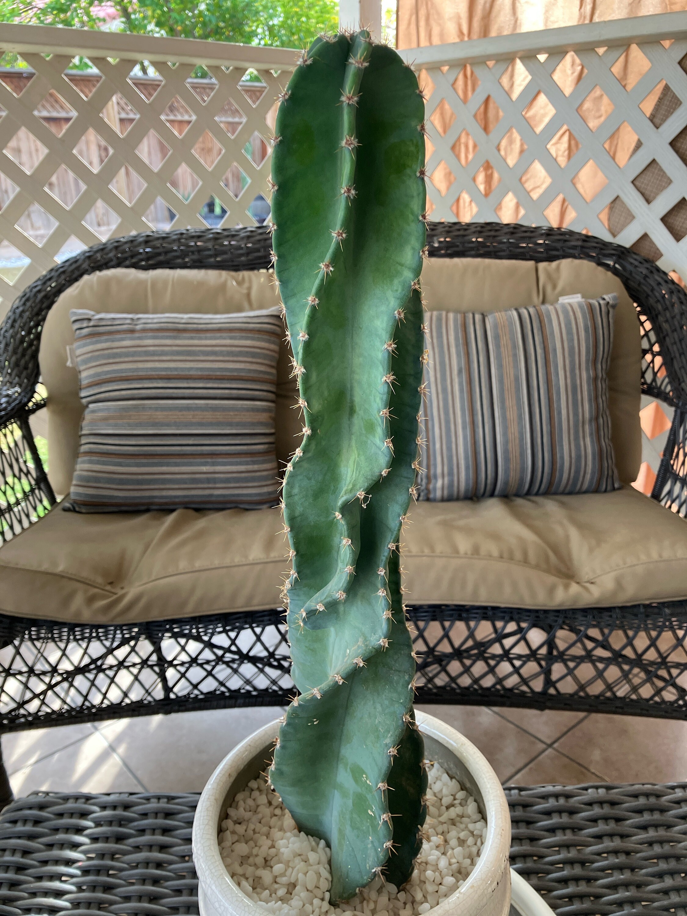 Cereus Peruvianus Spiralis Cactus FAST Shipping Tornado Cactus 19-20 Inches Long Twister Cactus ...