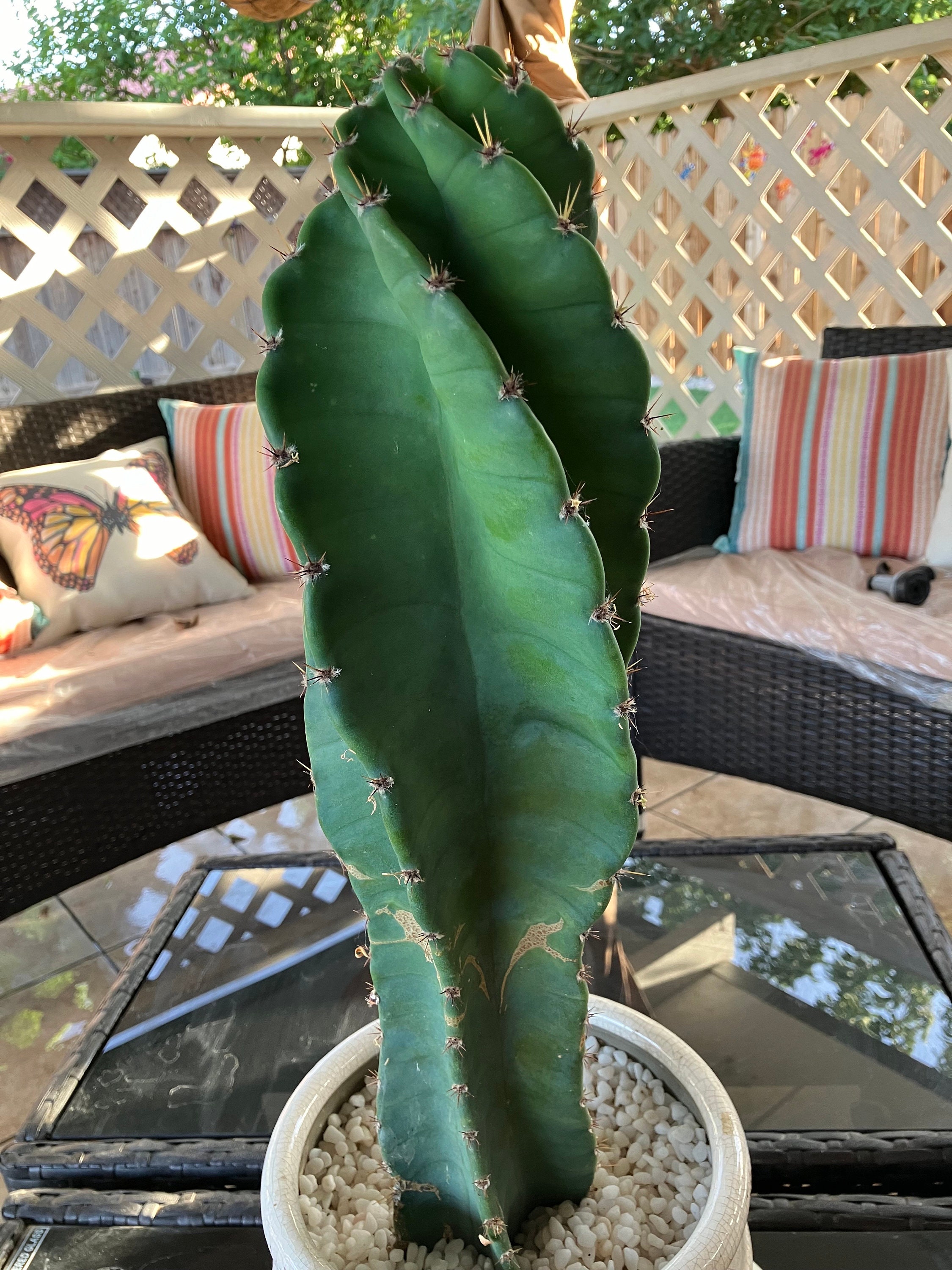 Cereus Peruvianus Spiralis Cactus Cutting Tornado Cactus Twister Cactus FAST SHIPPING 19 Inches ...