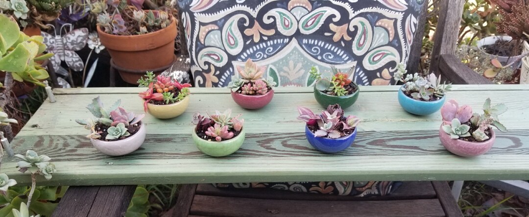 Mini Round Planter With Live Plants - Etsy