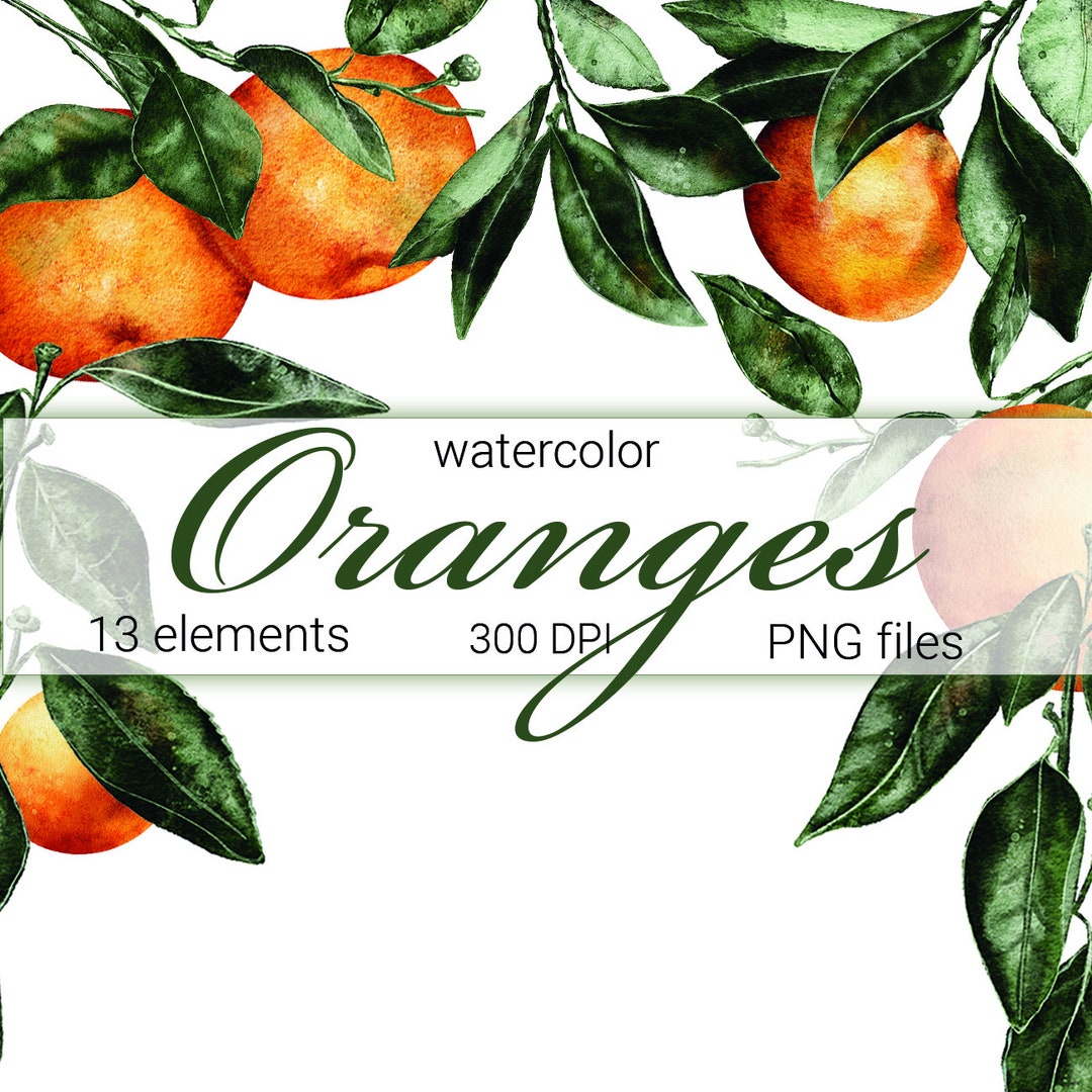 Citrus Oranges Clipart PNG Watercolor Mandarin Wedding - Etsy