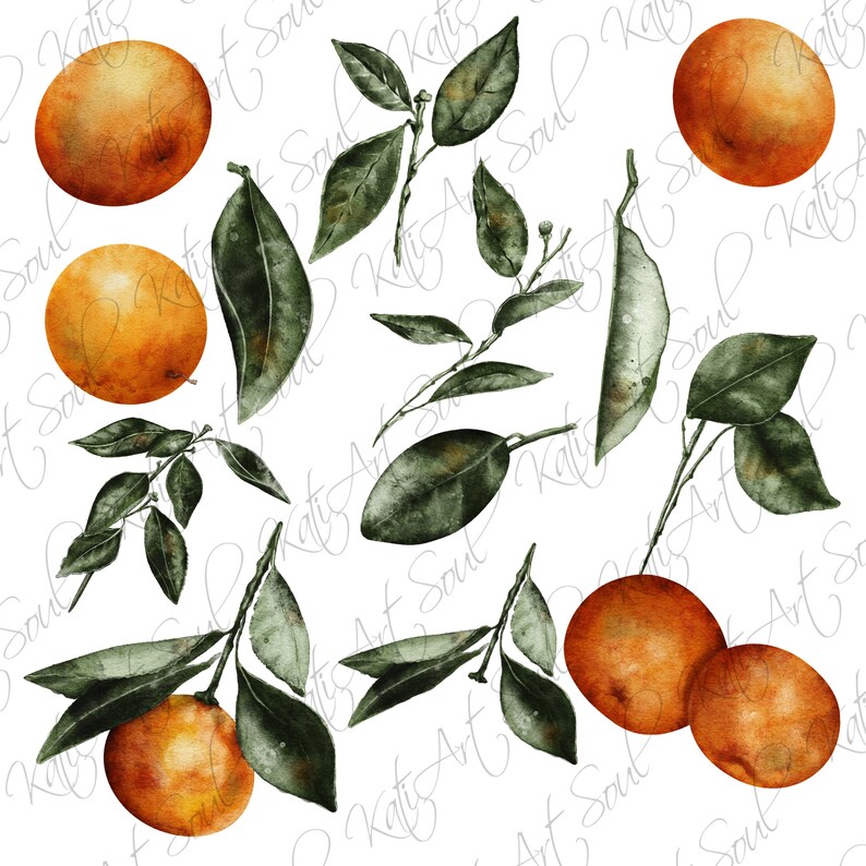 Citrus Oranges Clipart PNG Watercolor Mandarin Wedding - Etsy