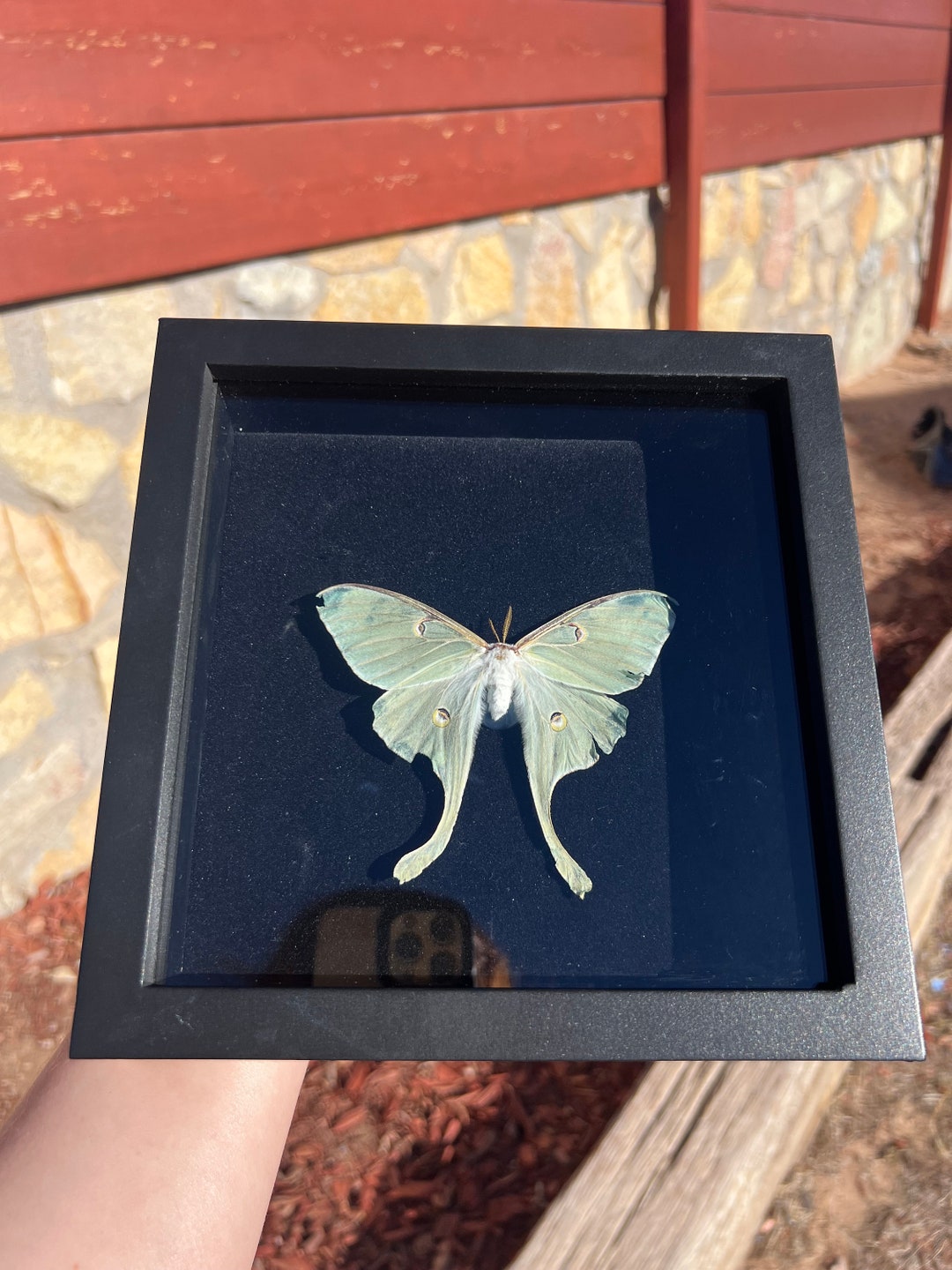 Luna Moth Shadowbox - Etsy