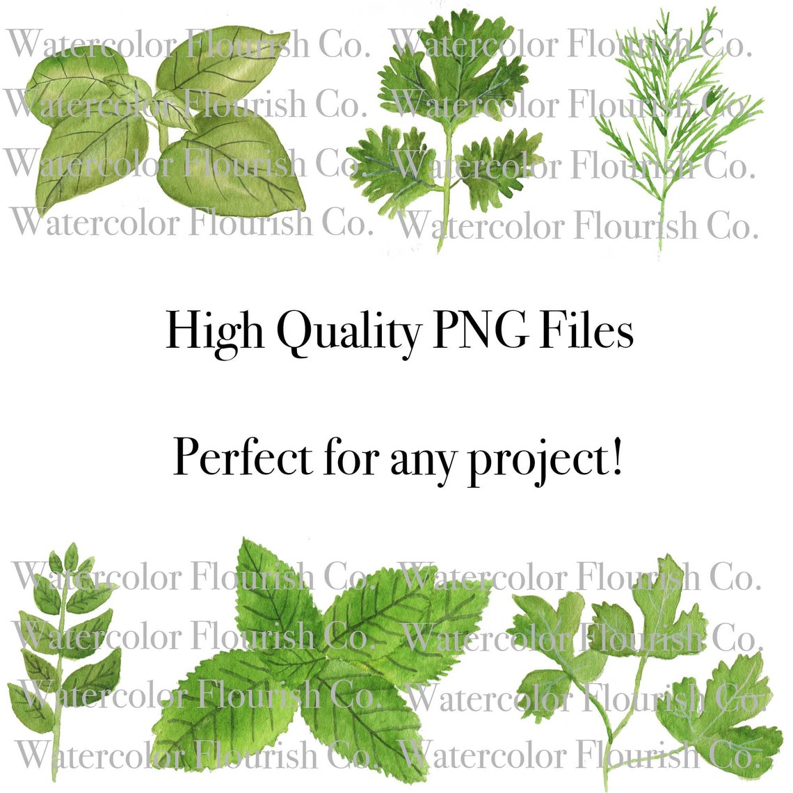 Watercolor PNG Herbs Clip Art Set, Watercolor Herbs PNG Files, Personal ...