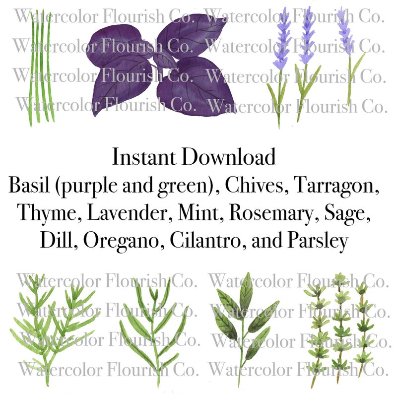 Watercolor PNG Herbs Clip Art Set, Watercolor Herbs PNG Files, Personal ...