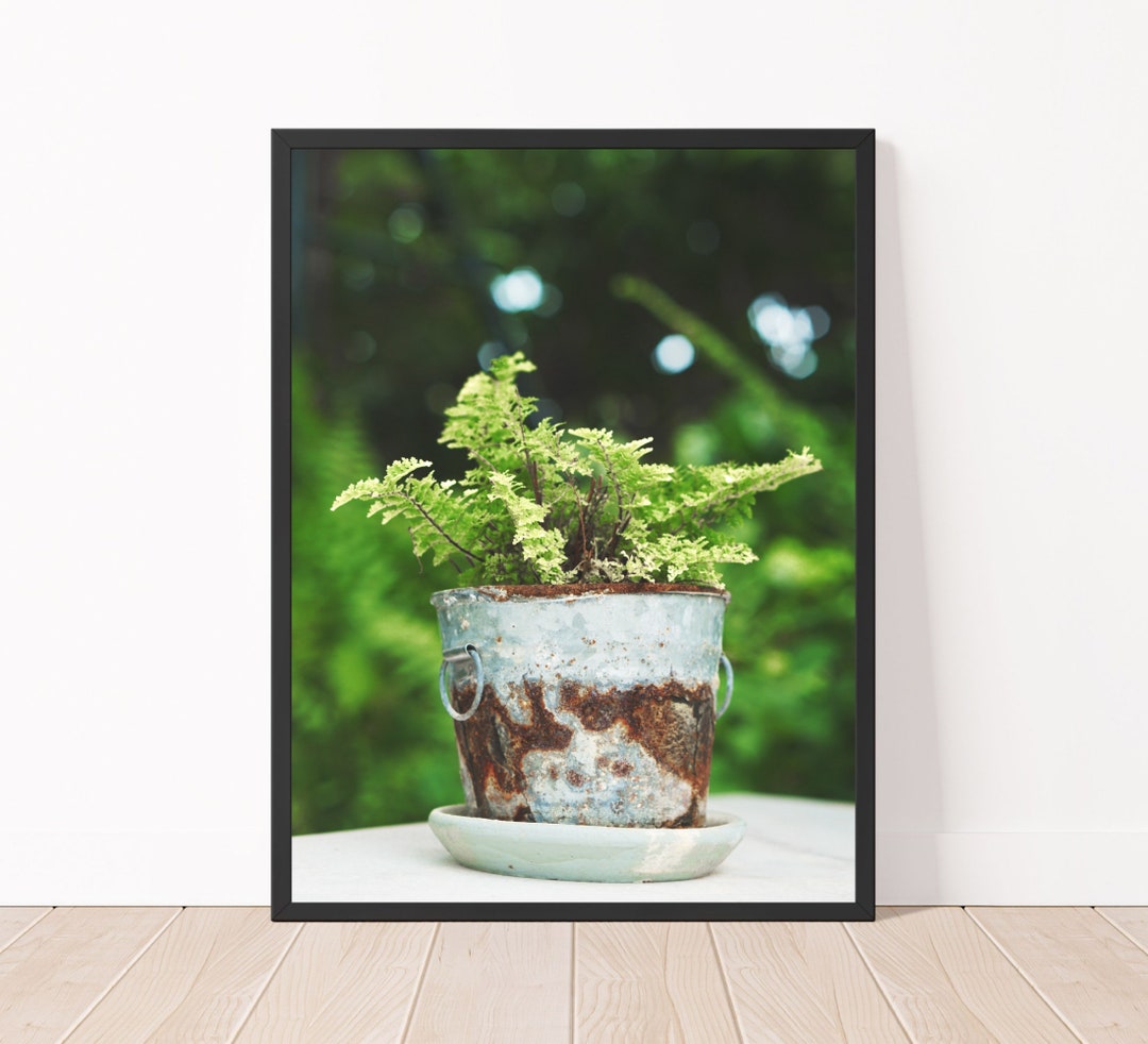 Botanical Photograph Art Print Rustic Fern Plant Pot Photography ...