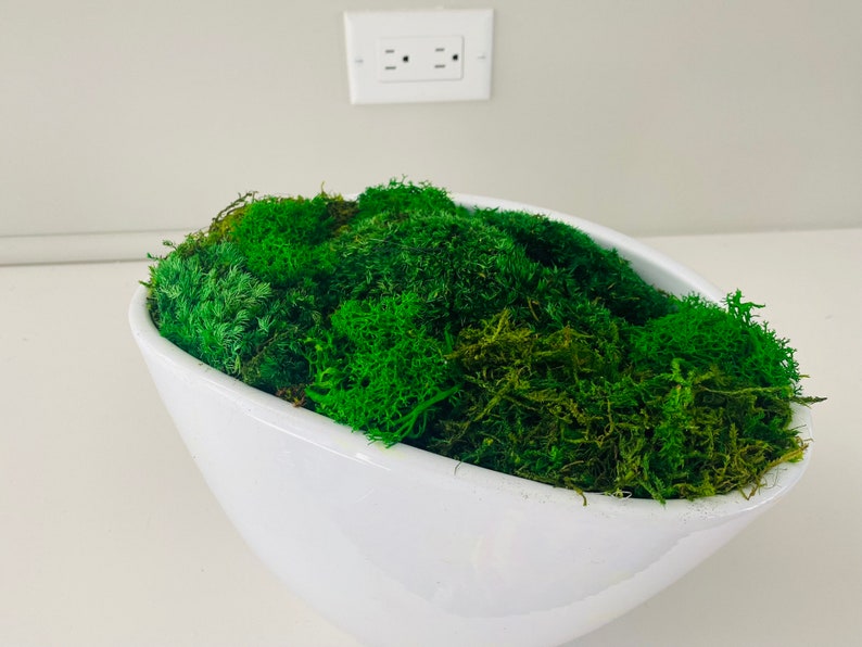 Beautiful Preserved Oval Moss Table Centerpiece for Home Decoration - Etsy