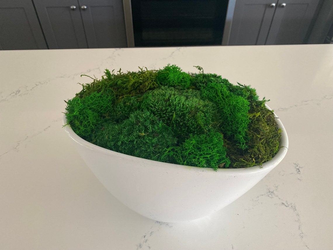 Beautiful Preserved Oval Moss Table Centerpiece for Home Decoration - Etsy