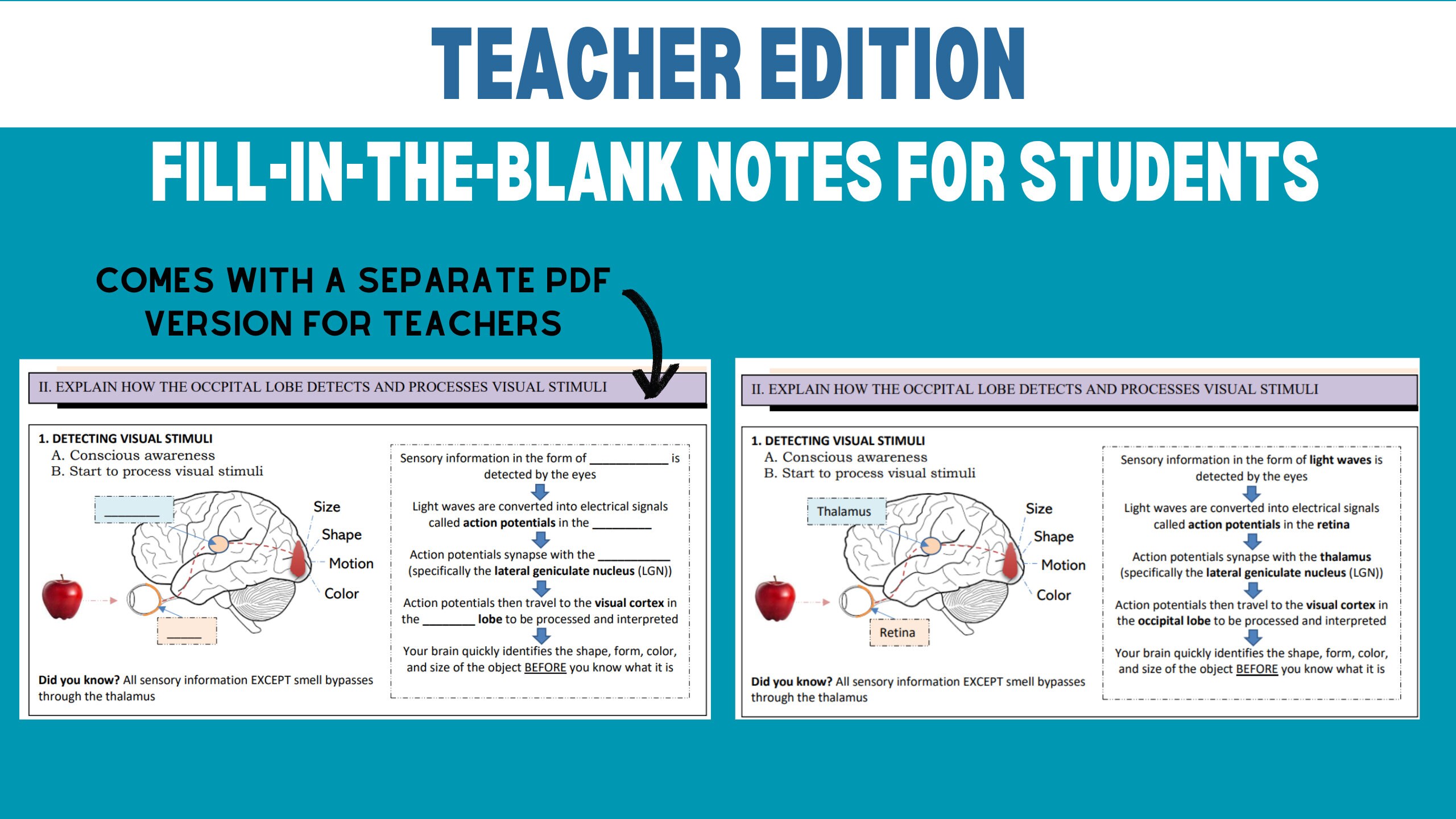 Brain Science Bundle - Watch and Learn With Guided Notes - Etsy