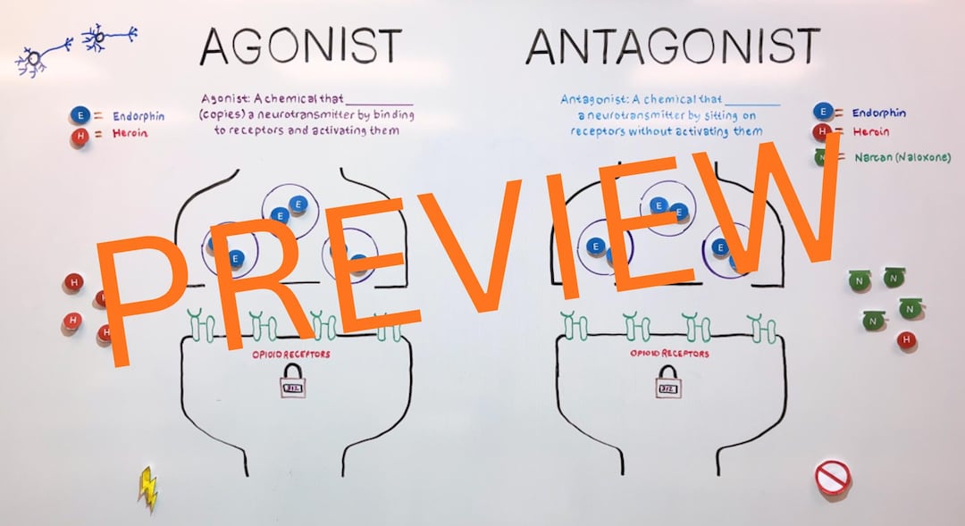 Agonist Vs Antagonist - Visual Note-taking Made Easy! - Etsy