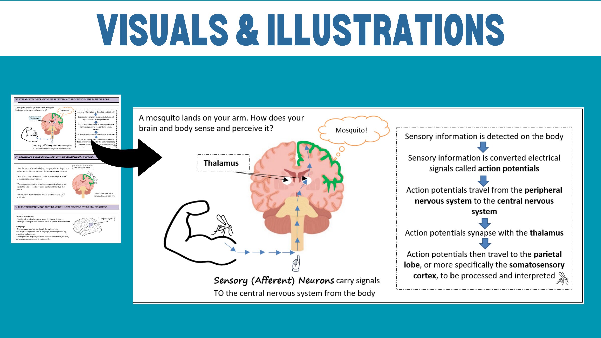 Brain Science Bundle - Watch and Learn With Guided Notes - Etsy