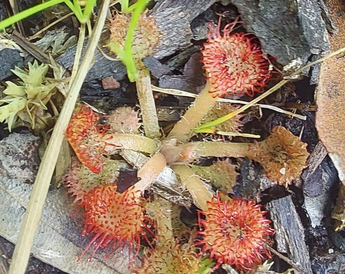 Drosera Capillaris 45 Seeds Pink Sundew Texas Native - Etsy