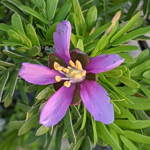 Guaiacum Angustifolium 5 Seeds Texas Lignum-vitae 2021 - Etsy