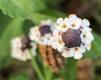 Frogfruit Matchweed phyla Nodiflora 50 Fresh Seeds Wild Texas Harvest ...