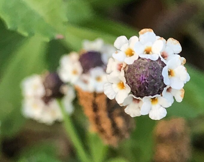Frogfruit Matchweed (phyla Nodiflora) 50 Fresh Seeds Wild Texas Harvest ...
