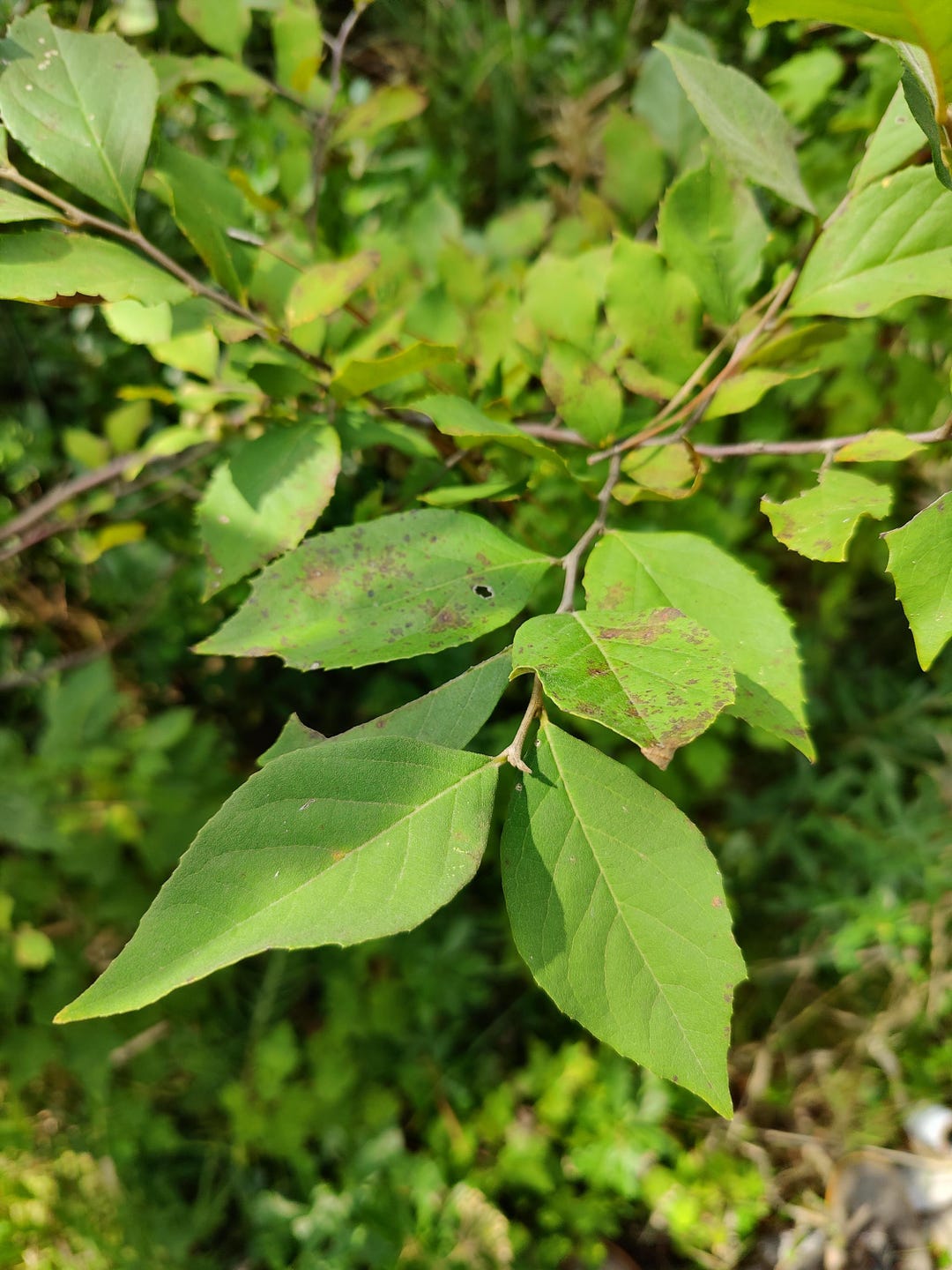 Styrax Americanus 20 Seeds American Snowbell 2025 Texas Ecotype - Etsy