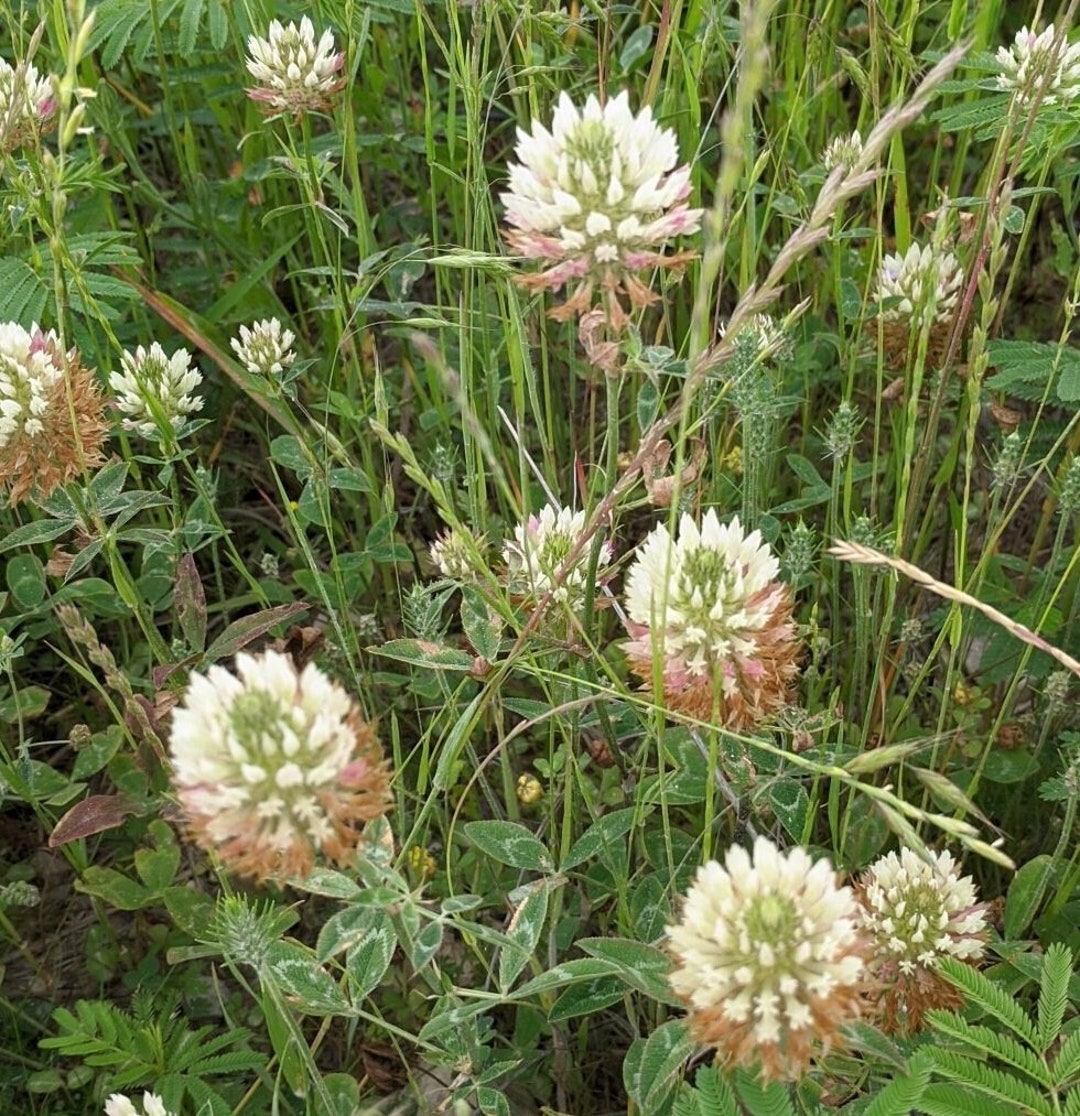 Arrowleaf Clover 50 Seeds Trifolium Vesiculosum - Etsy