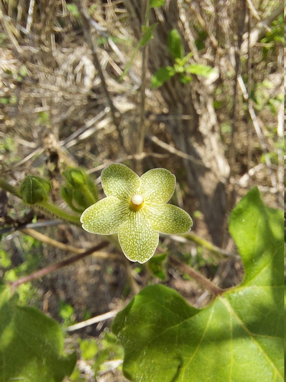 Matelea reticulata 10 Seeds Pearl Milkweed Vine 2021 Harvest | Etsy