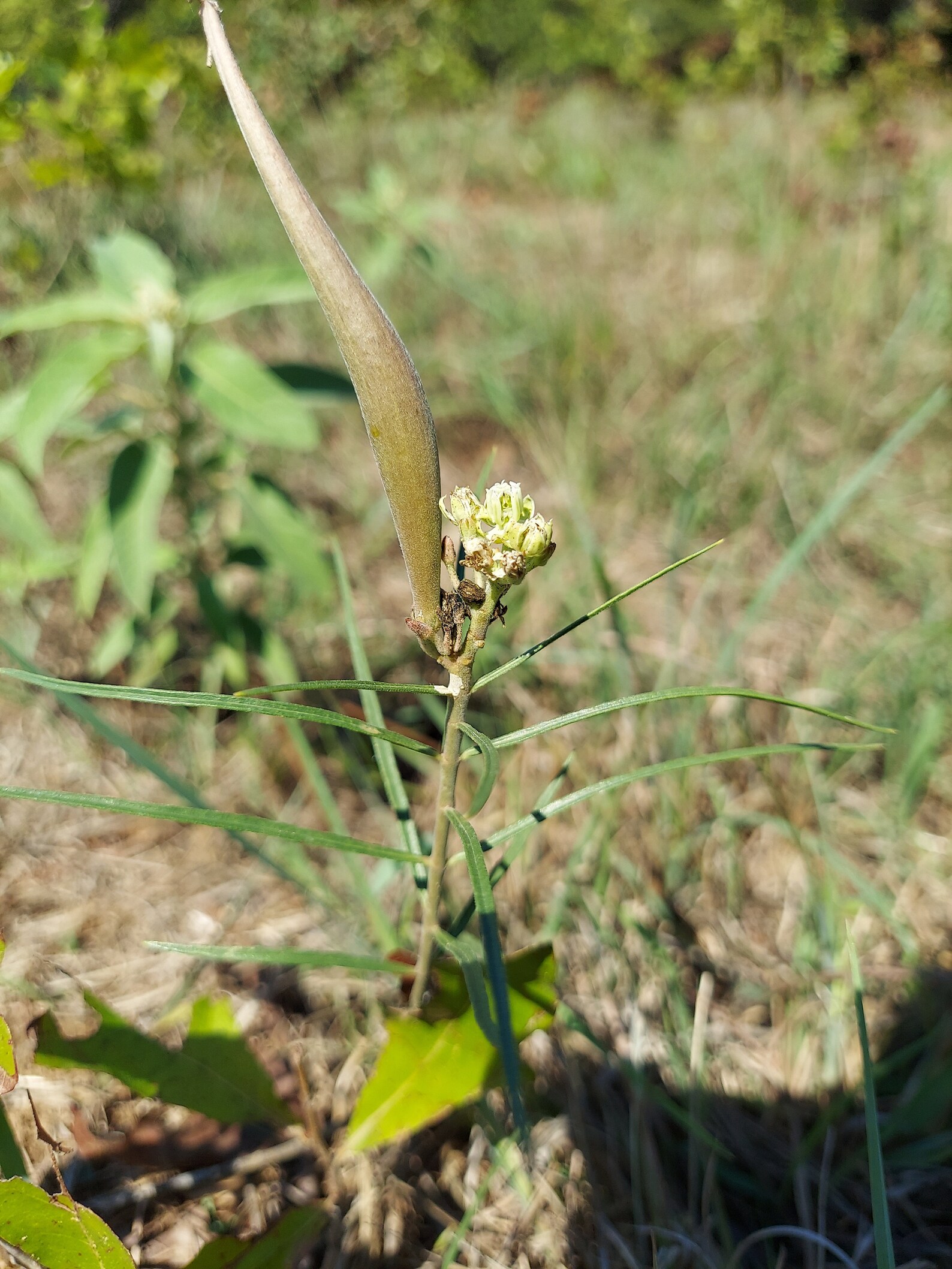 Asclepias Stenophylla Seeds Slimleaf Milkweed 2024 - Etsy