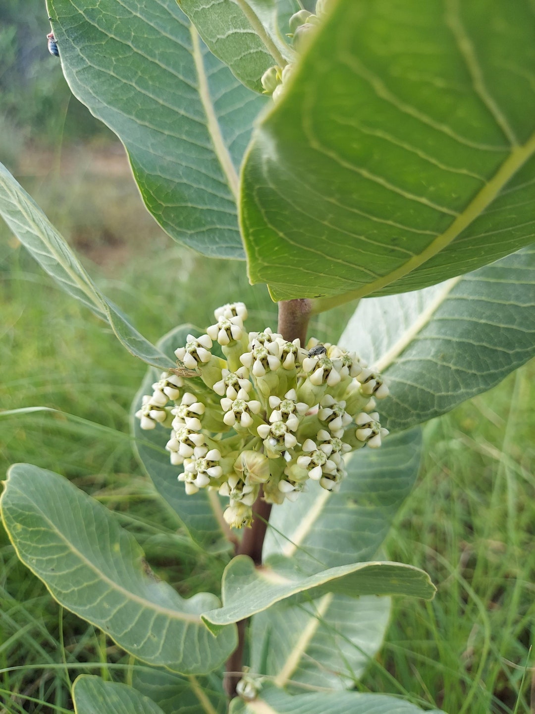 Asclepias Latifolia 30 Seeds Broadleaf Milkweed 2024 - Etsy