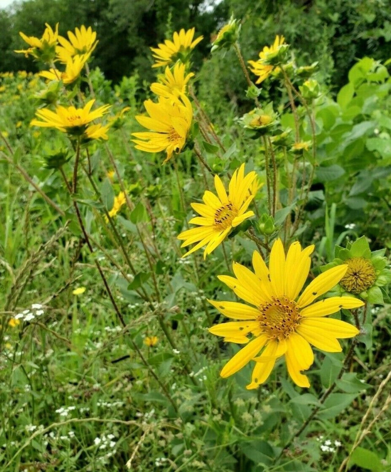 Roughstem Rosinweed 10 Seeds Silphium Radula 2025 - Etsy