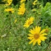 Roughstem Rosinweed 10 Seeds Silphium Radula 2025 - Etsy