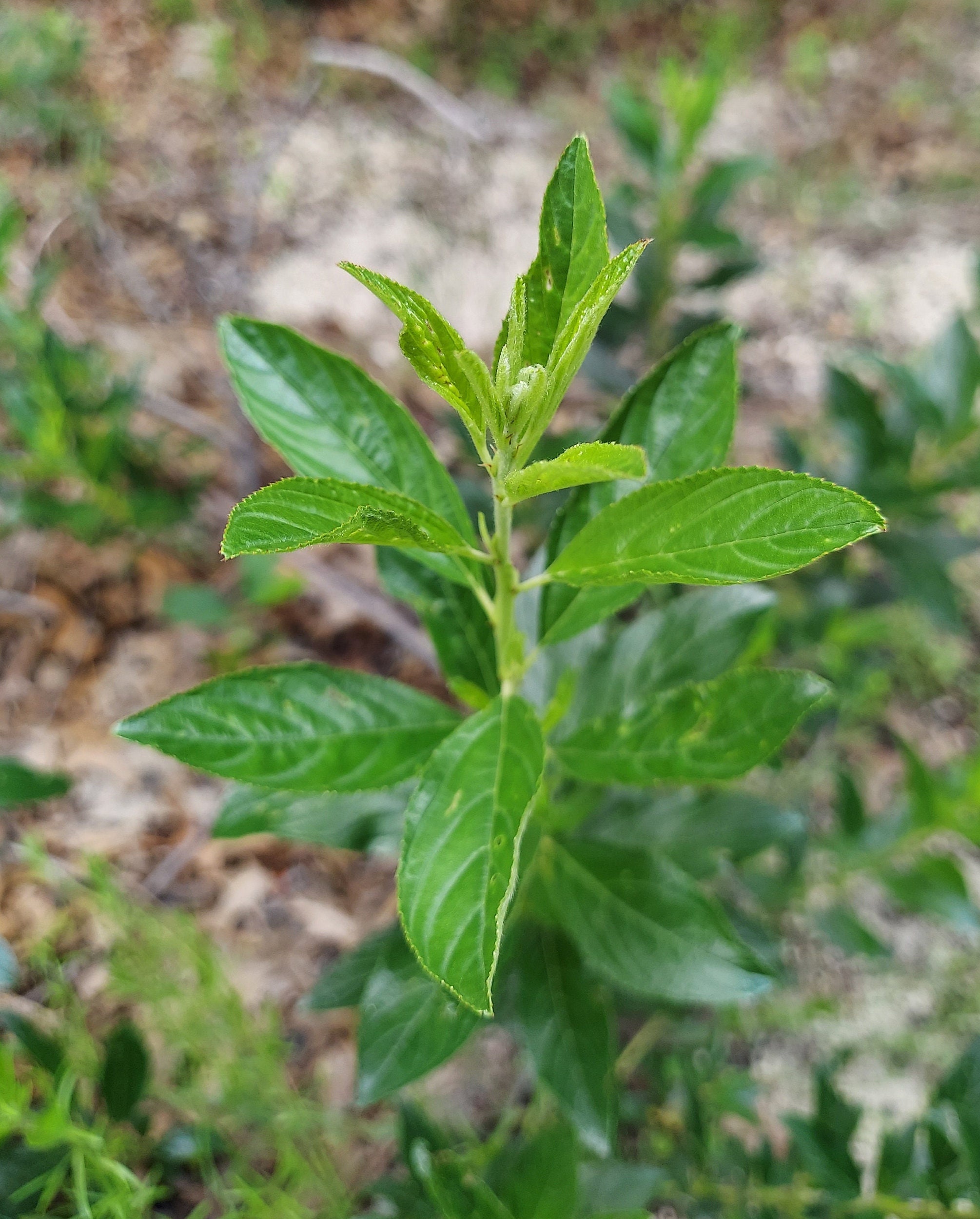 Ceanothus Herbaceus 25 Seeds Inland Ceanothus 2023 - Etsy