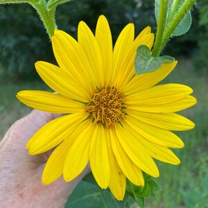 Roughstem Rosinweed 10 Seeds Silphium Radula 2025 - Etsy