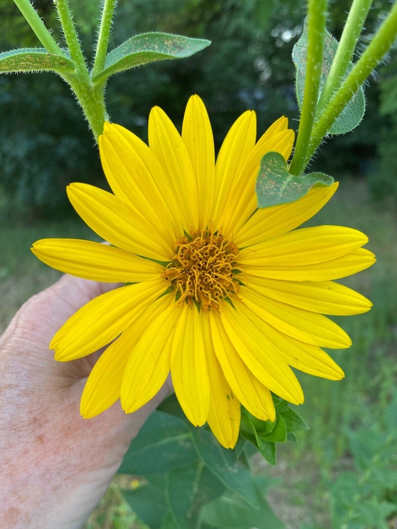 Roughstem Rosinweed 10 Seeds Silphium Radula 2025 - Etsy