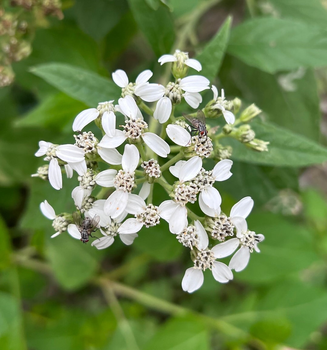 Frostweed 50 Seeds (verbesina Virginica) 2024 Amazing Stem Ice Crystals BUY ONE Get One Free - Etsy