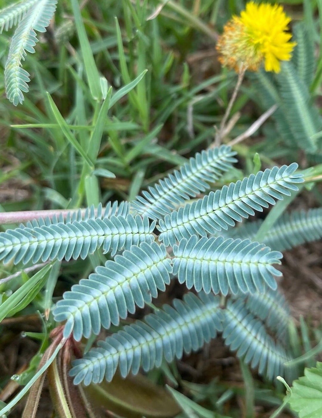 Neptunia Pubescens Seeds Tropical Puff 2025 - Etsy