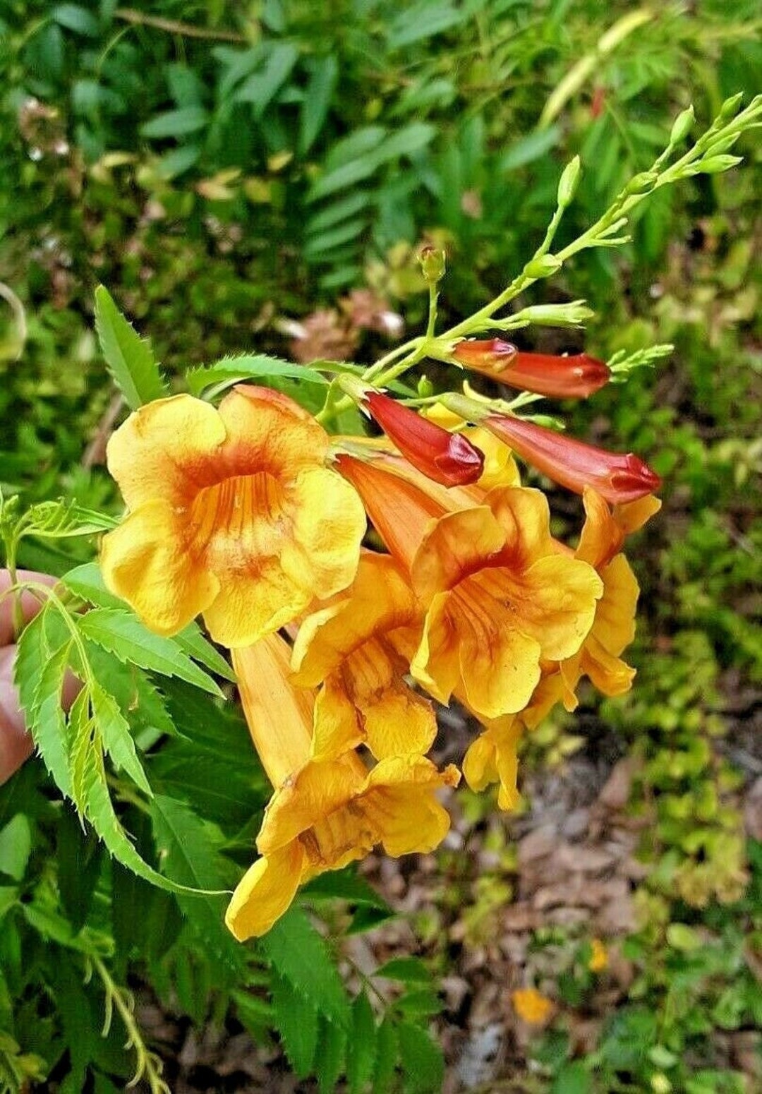 Tecoma Stans Angustata 50 Seeds Sangria Orange Arizona Yellow Bells ...