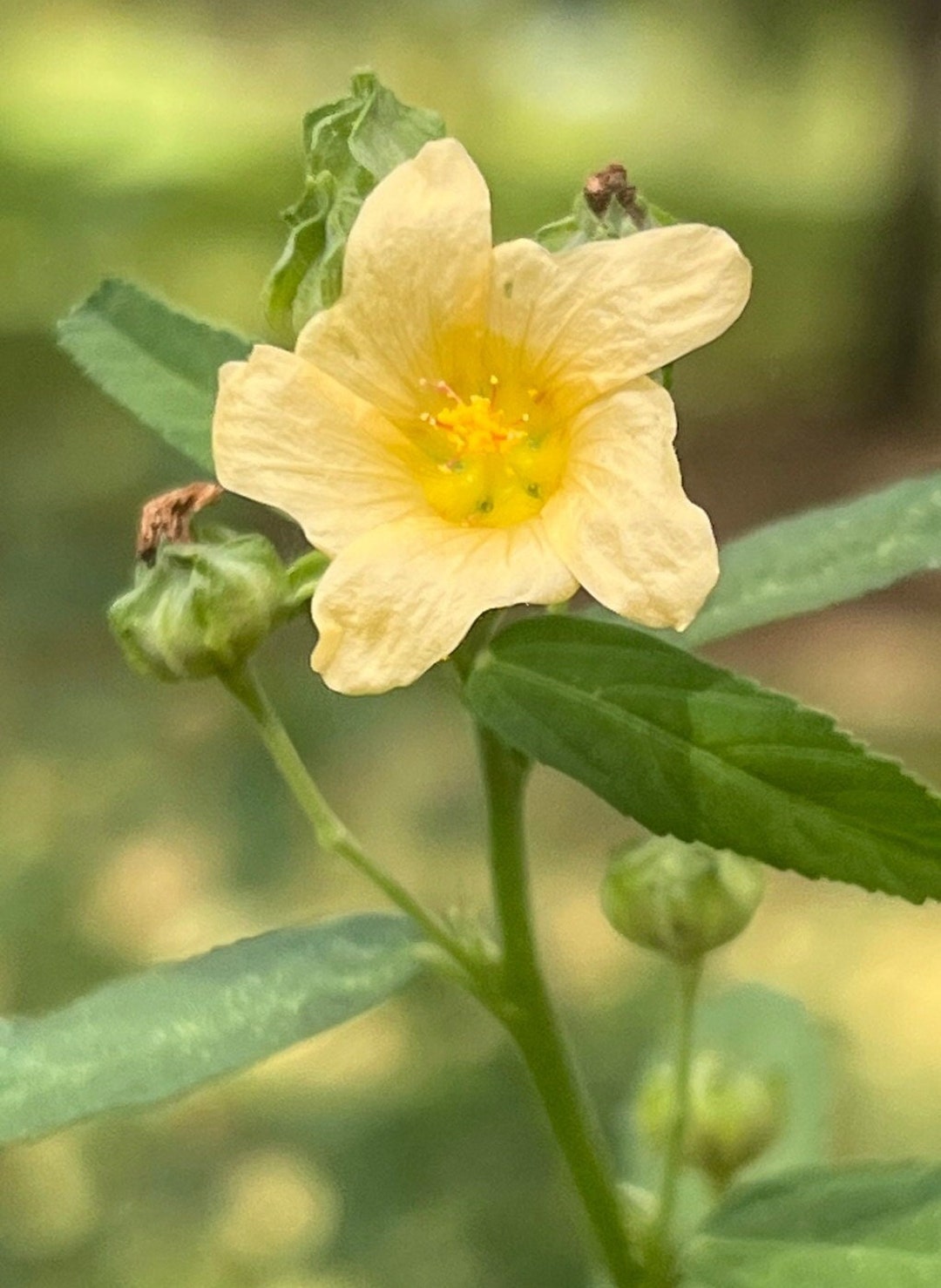 Sida Rhombifolia 30 Seeds Jute 2022 Texas Harvest - Etsy
