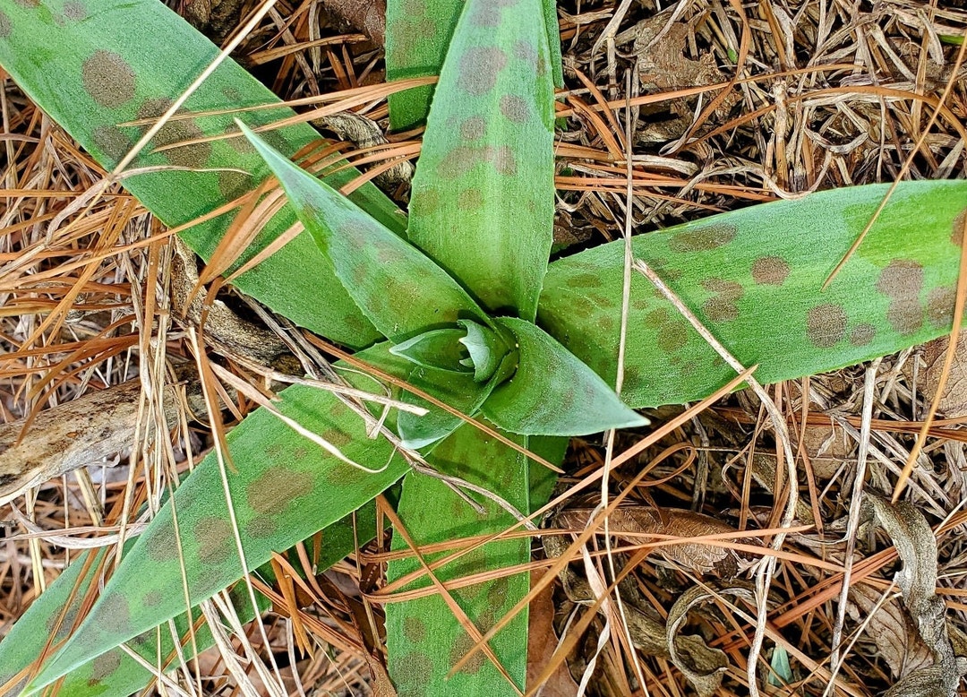 Manfreda Virginica 20 Seeds 2024 Eastern False Aloe - Etsy