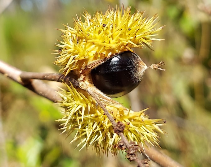 Castanea Pumila 5 Seeds Allegheny Chinquapin 2024 - Etsy