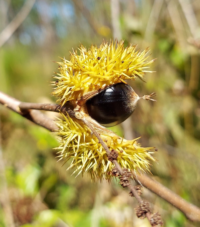 Castanea Pumila 1 Dormant Tree Allegheny Chinquapin - Etsy