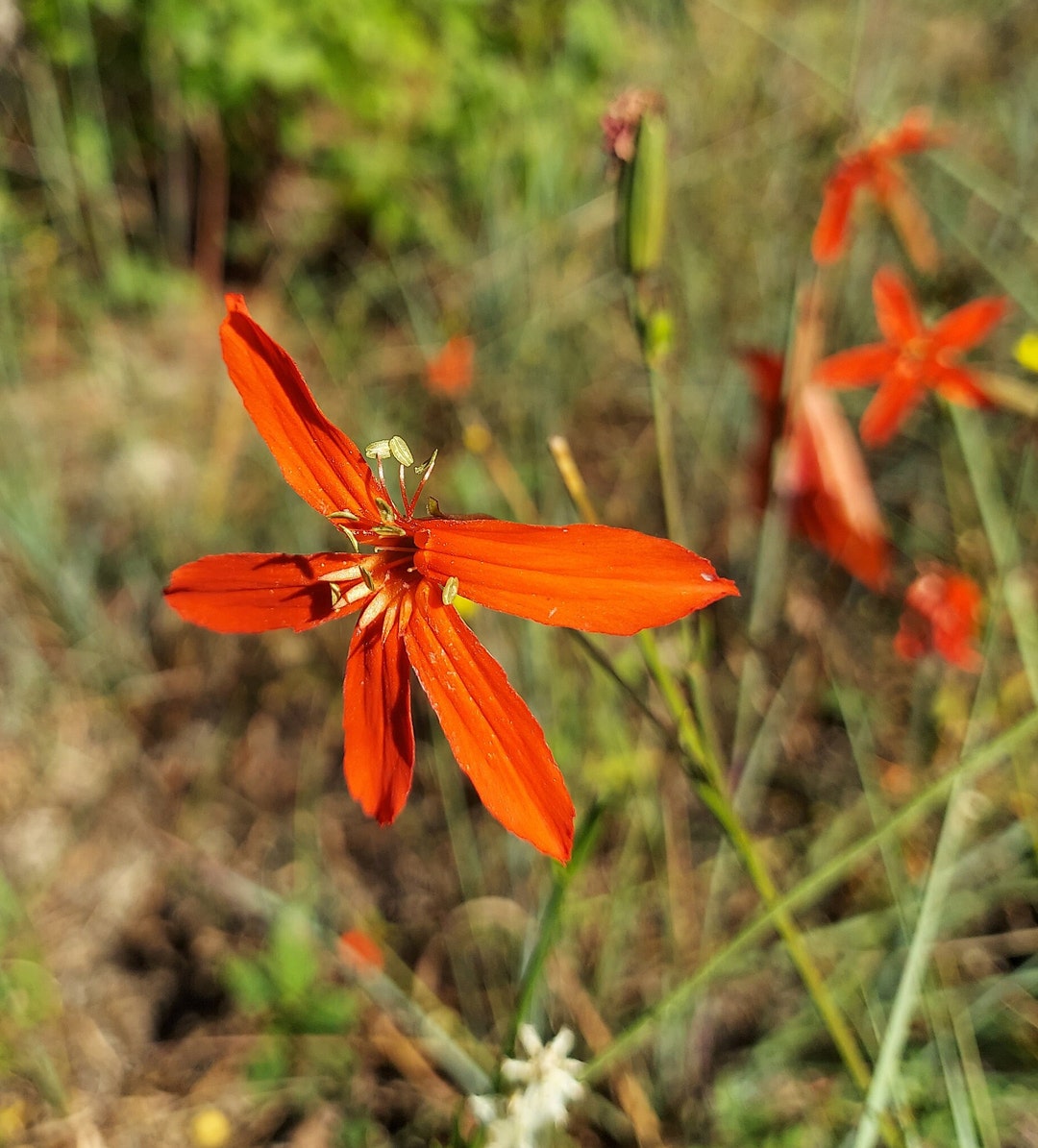 Silene Subciliata 10 Seeds Scarlet Catchfly 2024 - Etsy