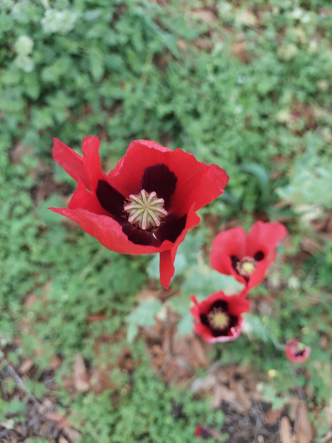 Lady Bird Poppy 500 Seeds Lady Bug Red 2022 - Etsy