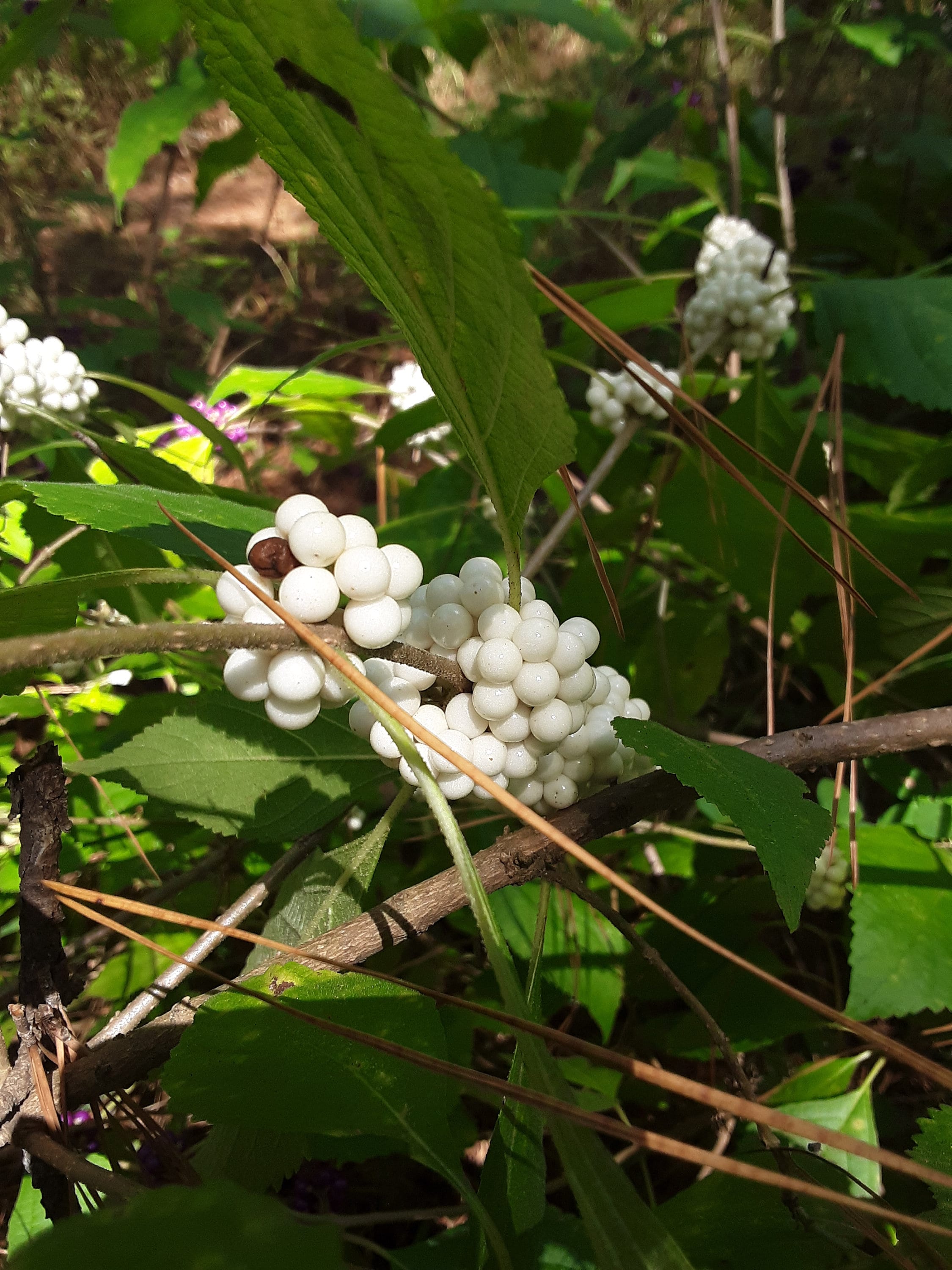 Callicarpa Americana Lactea White American Beautyberry 50 - Etsy