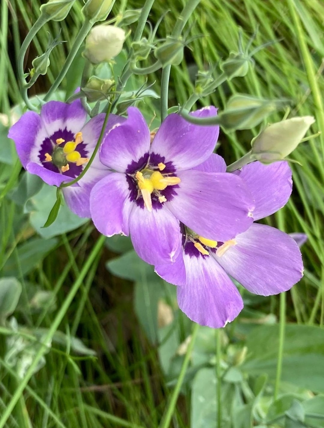 Eustoma Exaltatum 50 Seeds Catchfly Prairie Gentian 2025 BUY ONE Get ...