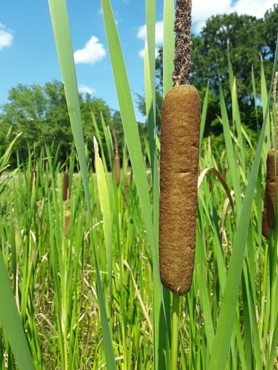 Cattail Seeds typha Latifolia Common Cat Tail 500 Seeds 2022 - Etsy