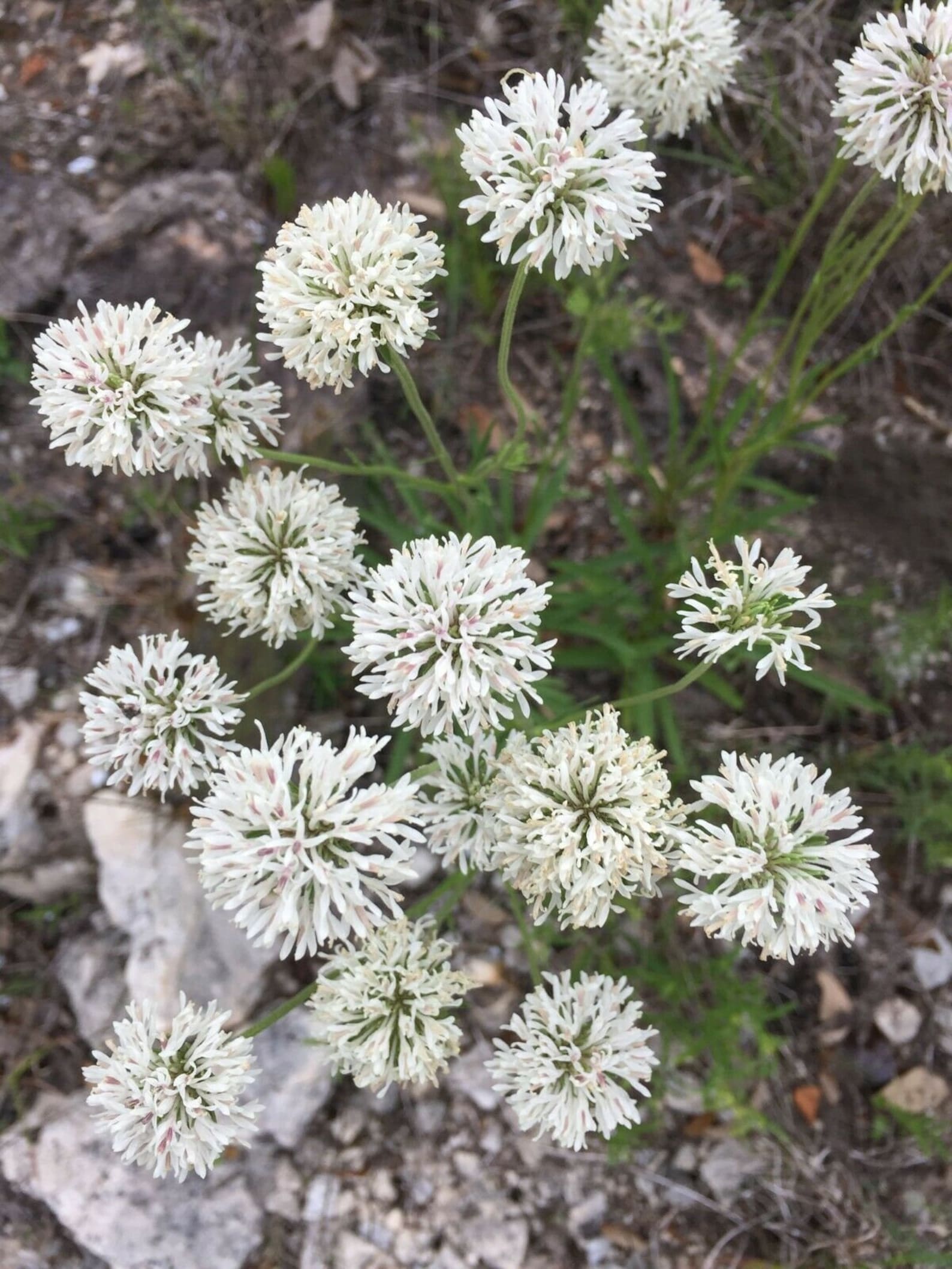 Barbara's-buttons 50 Seeds Marshallia Caespitosa Texas - Etsy