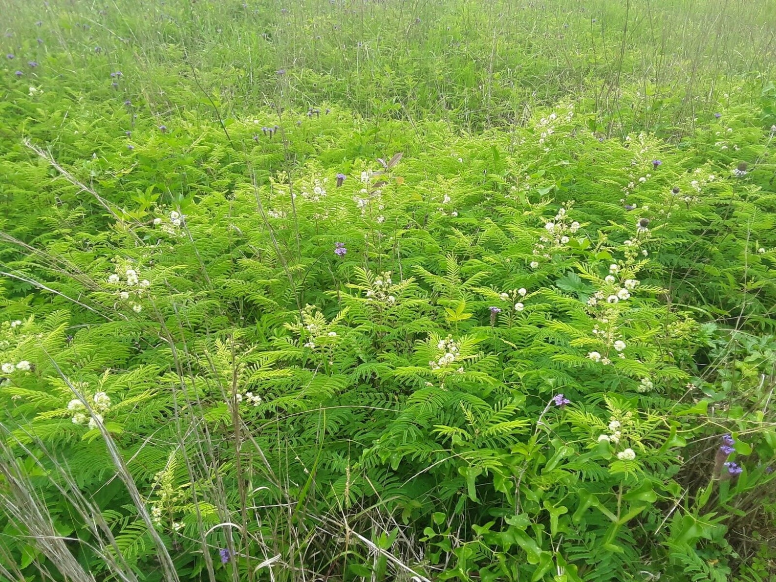 Acacia Angustissima Hirta Prairie Fern Acacia 10 Seeds Acaciella 2025 ...