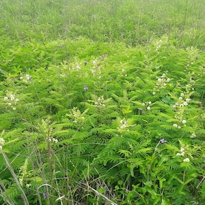 Acacia Angustissima Hirta Prairie Fern Acacia 10 Seeds Acaciella 2025 ...