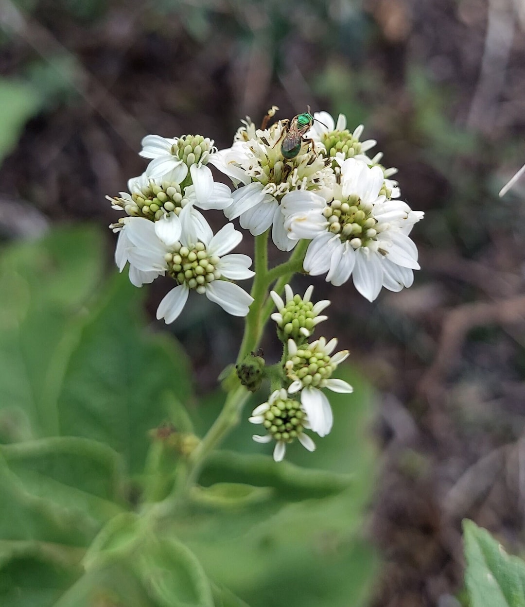 Verbesina Microptera 20 Seeds Texas Crownbeard 2024 BUY ONE Get One ...