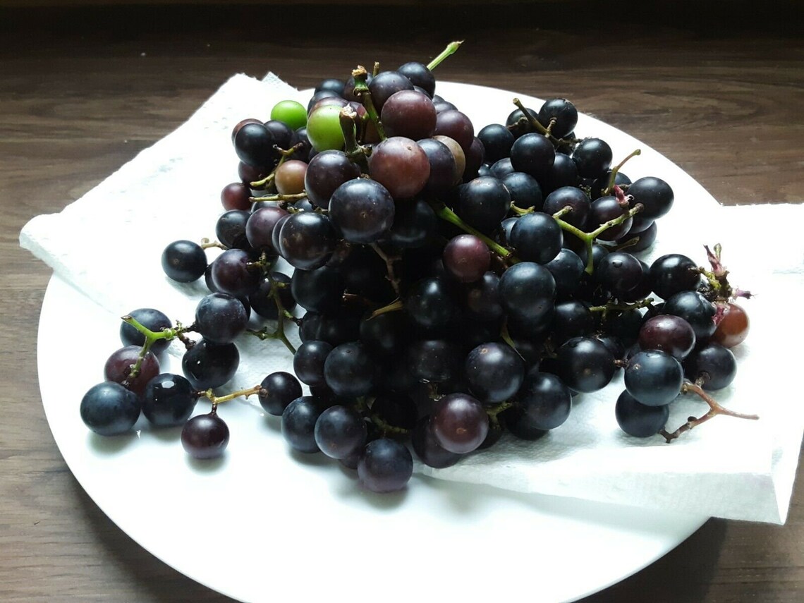 Mustang Grape Vitis Mustangensis Seeds 2022 Wild Harvest - Etsy