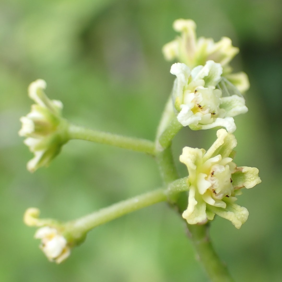 Talayote 20 Seeds Cynanchum Racemosum Unifarium Milkweed Vine - Etsy