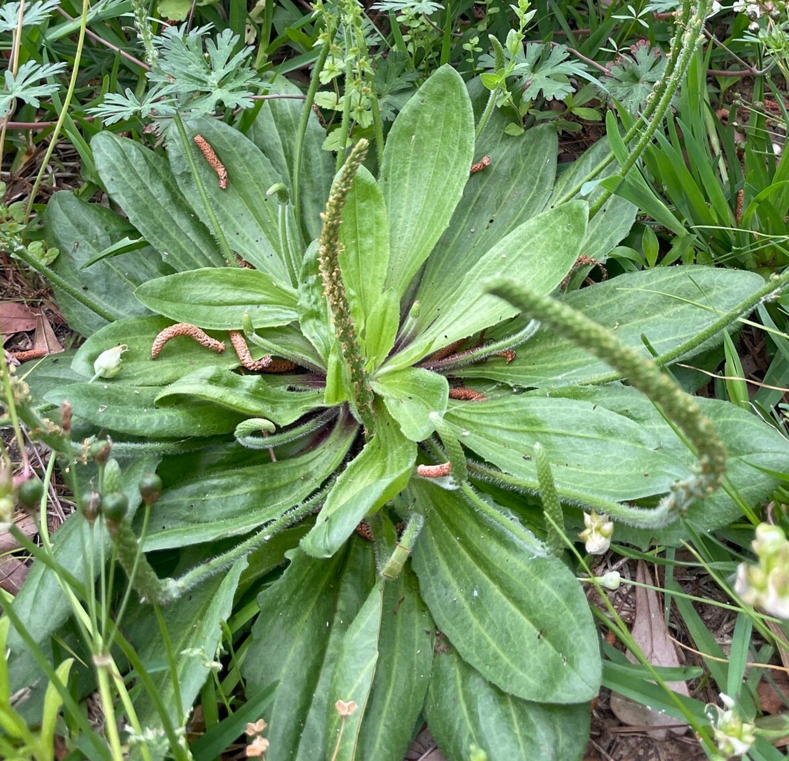 Dwarf Plantain 50 Seeds Plantago Virginica 2024 - Etsy