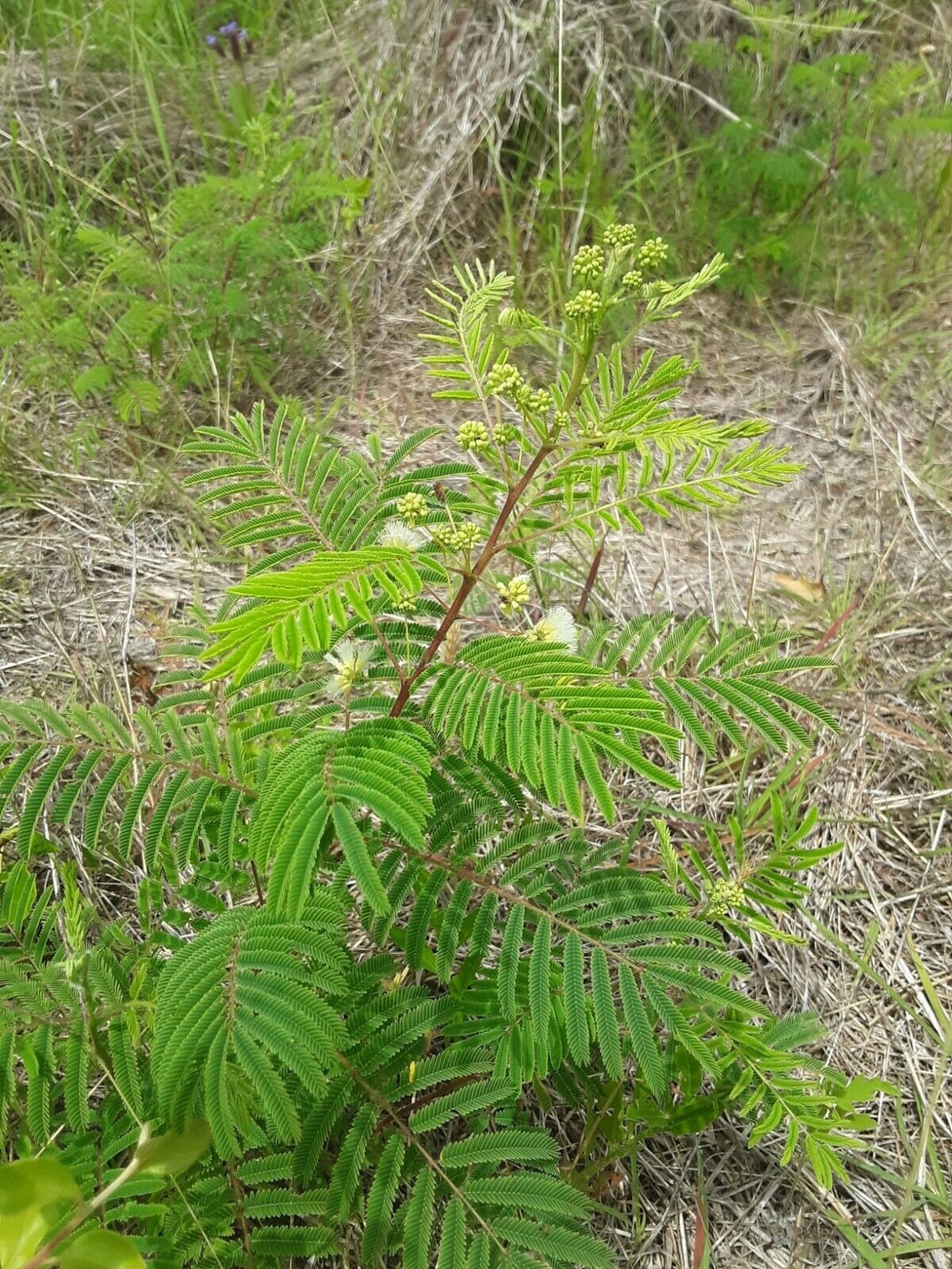 Acacia Angustissima Hirta Prairie Fern Acacia 10 Seeds Acaciella 2025 ...