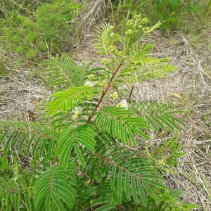 Acacia Angustissima Hirta Prairie Fern Acacia 10 Seeds Acaciella 2025 ...