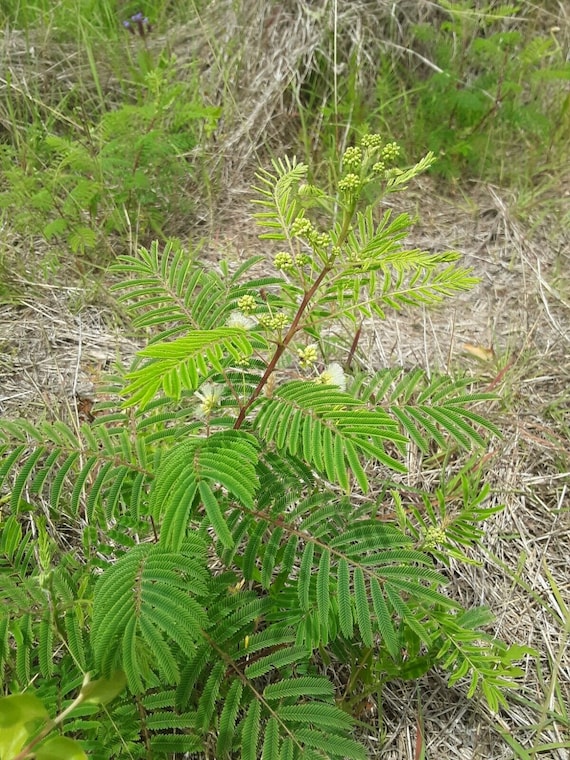 Acacia Angustissima